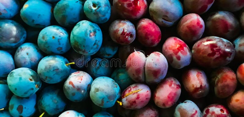 Two Different Plum Cultivars Side by Side Stock Image - Image of garden ...