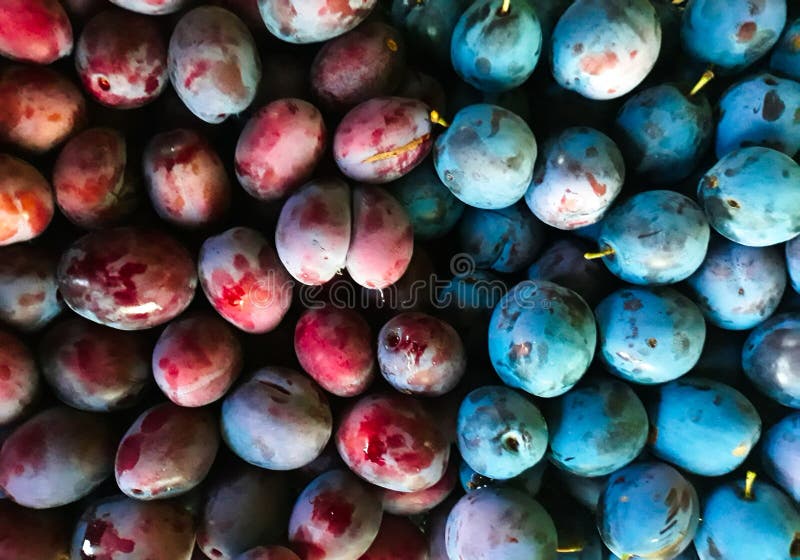 Two Different Plum Cultivars Side by Side Stock Photo - Image of ...