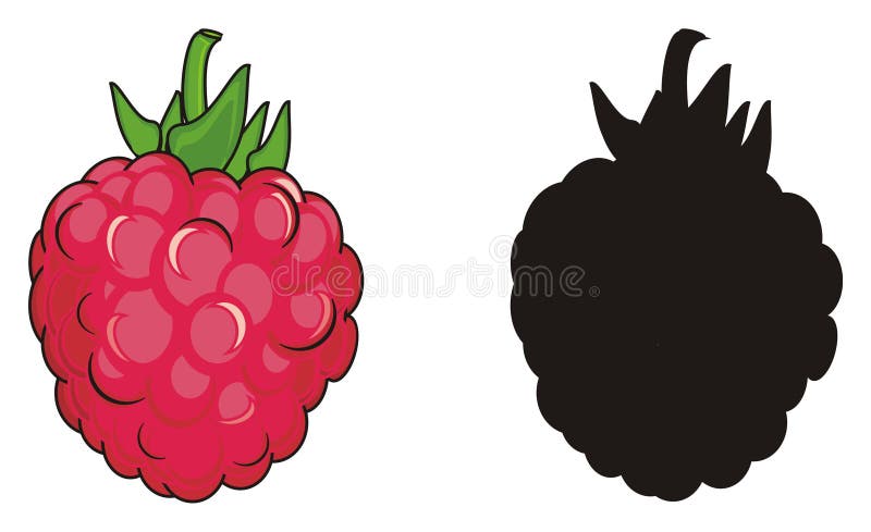 Two different raspberrys stock illustration. Illustration of raspberrys ...