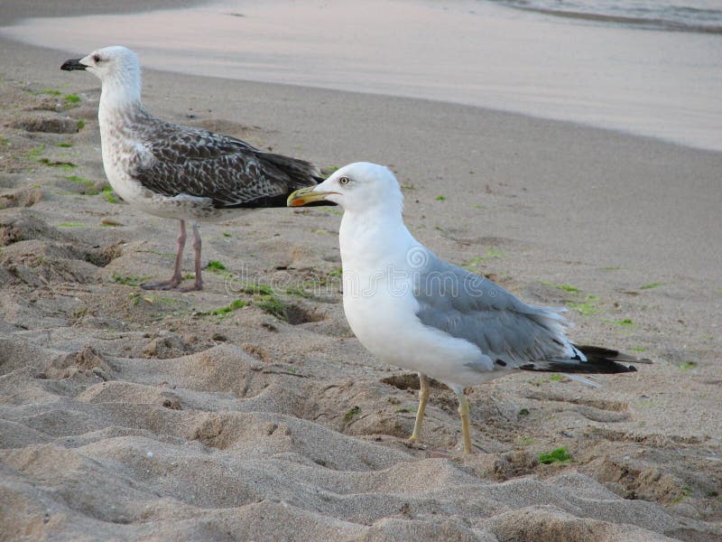 Two different seagulls stock image. Image of gull, animal - 269286787