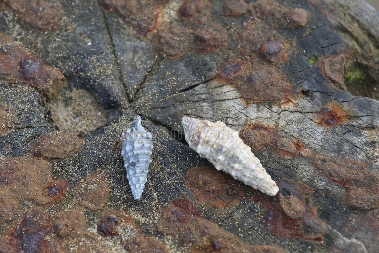 Shells stock image. Image of insect, wing, leaf, soil - 280971373