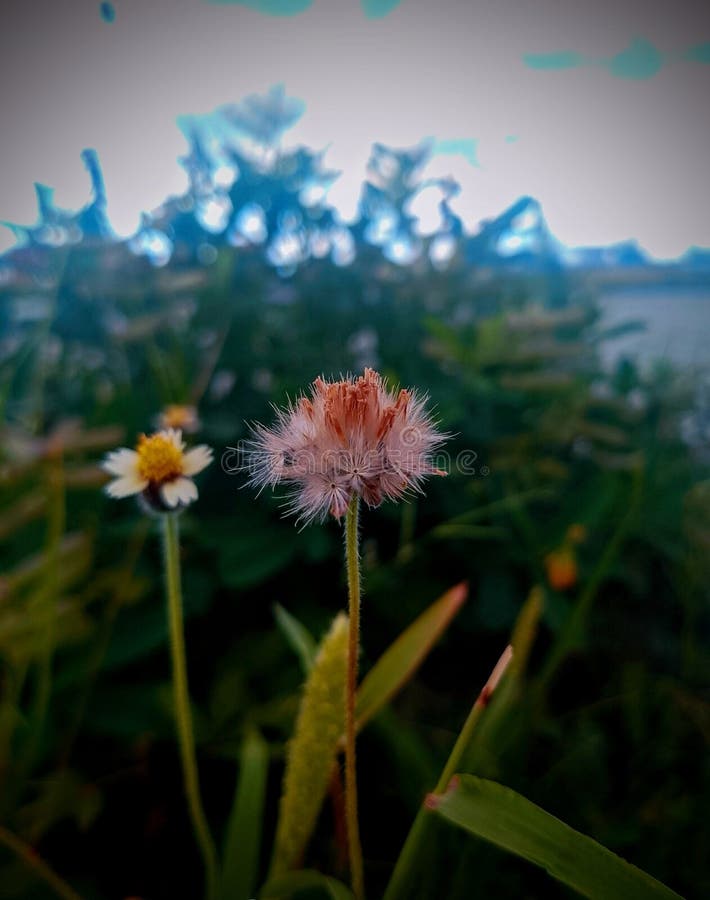 Two Different Small Flowers Close Together Stock Photo - Image of color ...