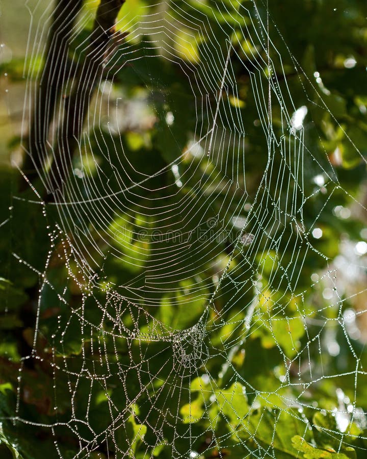 Spider Nets in Swamp, Lithuania Stock Image - Image of animal, marsh ...