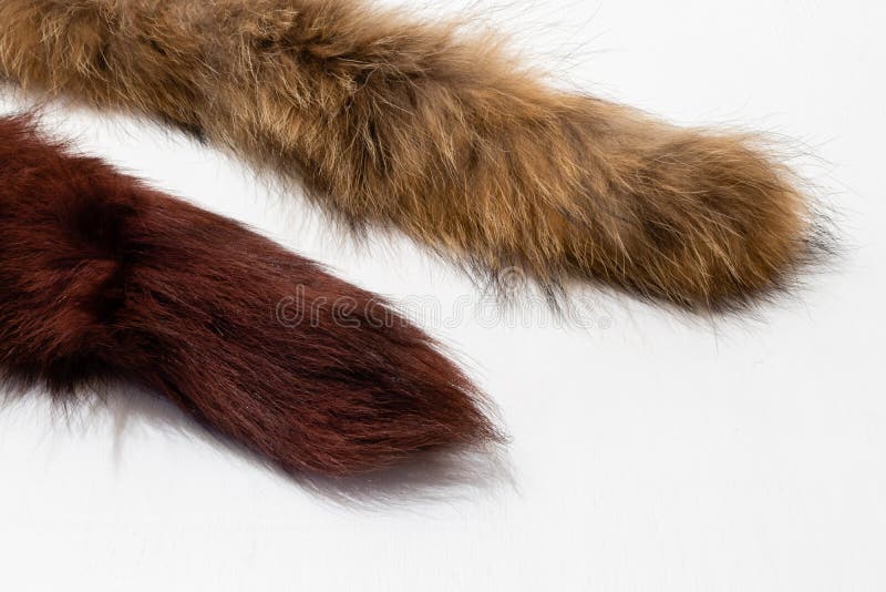 Different Animal Tails Stock Photos - Free & Royalty-Free Stock Photos ...