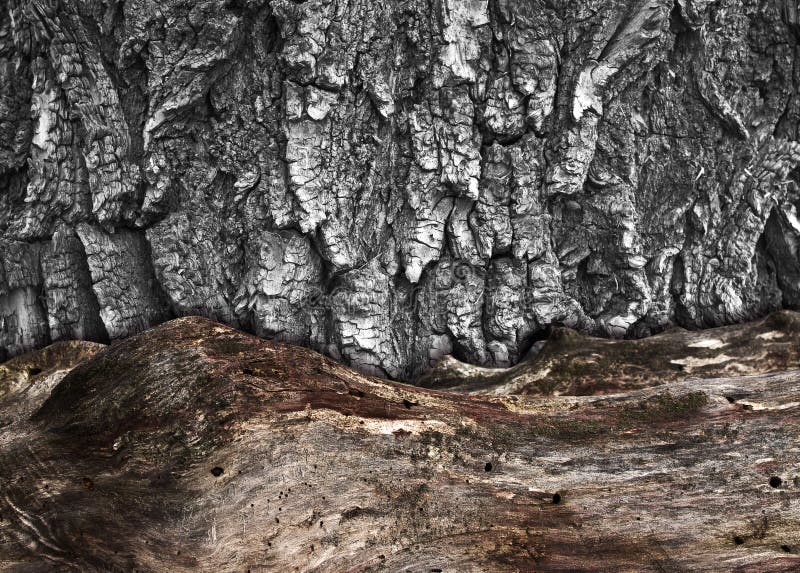 Two different texture tree stock photo. Image of wooden - 40375206