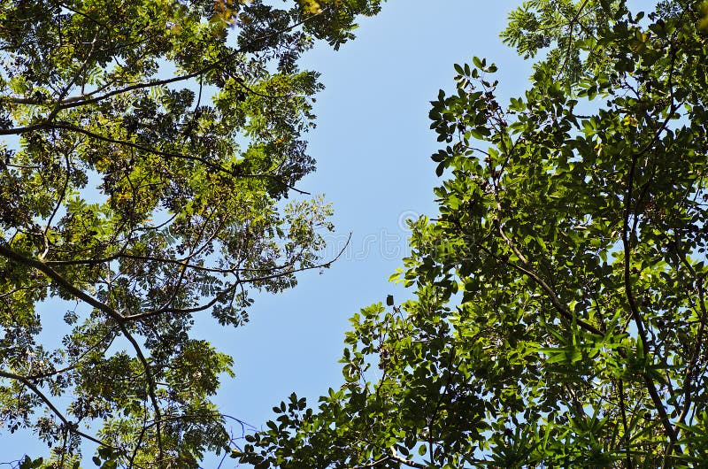 Two Different Trees stock photo. Image of spring, abstract - 27769290