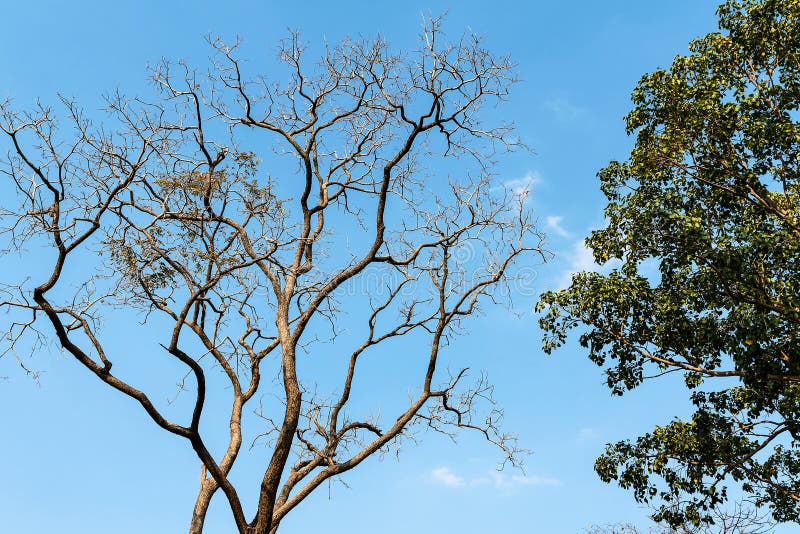 Two different trees stock image. Image of texture, dead - 209605291