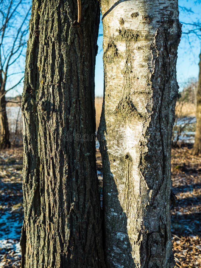 Two Different Trees Close To Each Other Stock Photo - Image of park ...