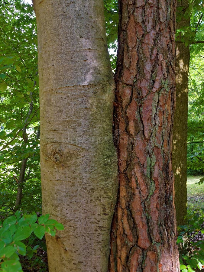 153 Two Trees Grow Together Stock Photos - Free & Royalty-Free Stock ...