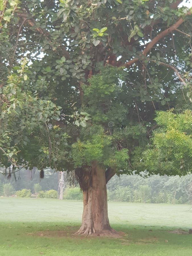 Two Different Trees are Seen Together Starting from Trunk To Top in ...
