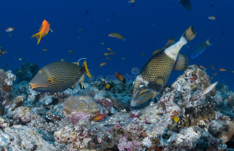 Two different trigger fish stock photo. Image of corals - 286114754