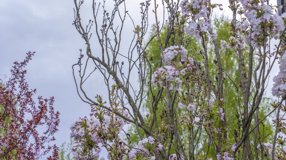 Two Different Types of Cherry Blossoms Bloom Side by Side. Selective ...