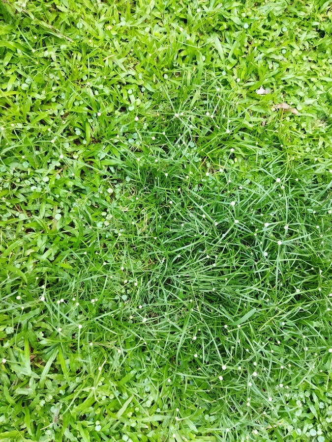 When Two Different Types of Grass Come Together. Stock Photo - Image of ...