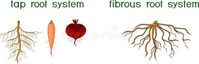 Different Types of Root Systems: Tap and Fibrous Root Systems Stock ...