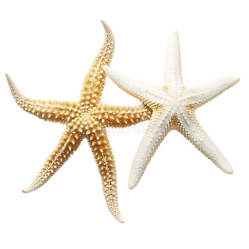 Two Different Types of White Starfish Isolated Over Transparent ...