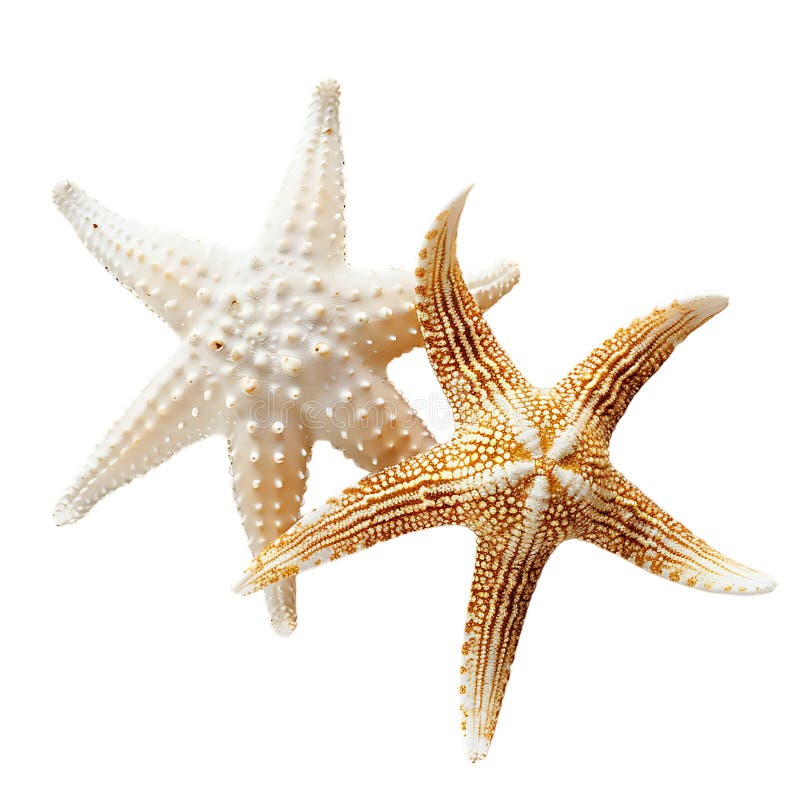 Two Different Types of White Starfish Isolated Over Transparent ...