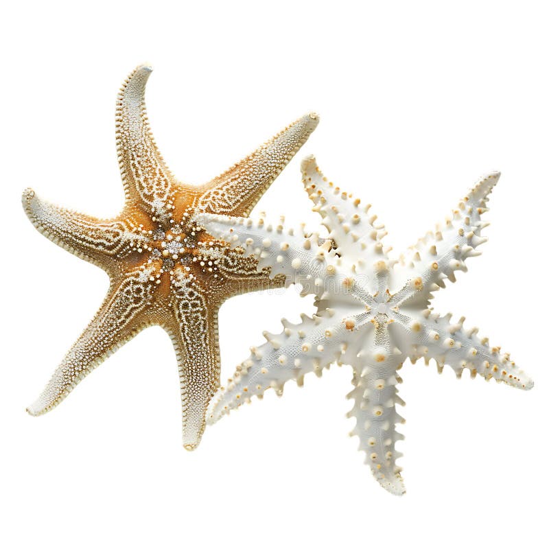 Two Different Types of White Starfish Isolated Over Transparent ...