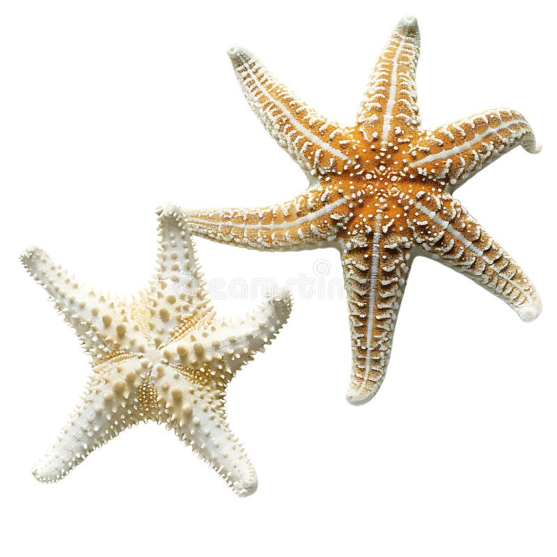 Two Different Types of White Starfish Isolated Over Transparent ...