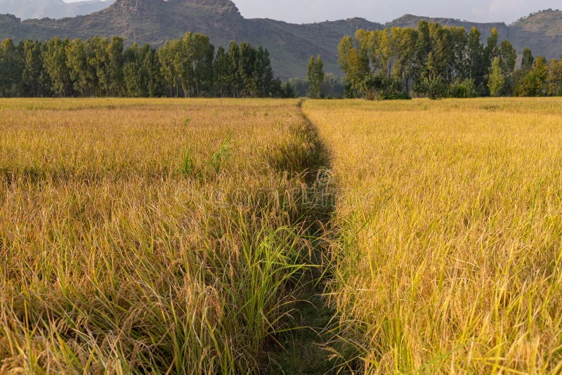 Two Different Varieties of Rice Produce Side by Side in the Field Stock ...