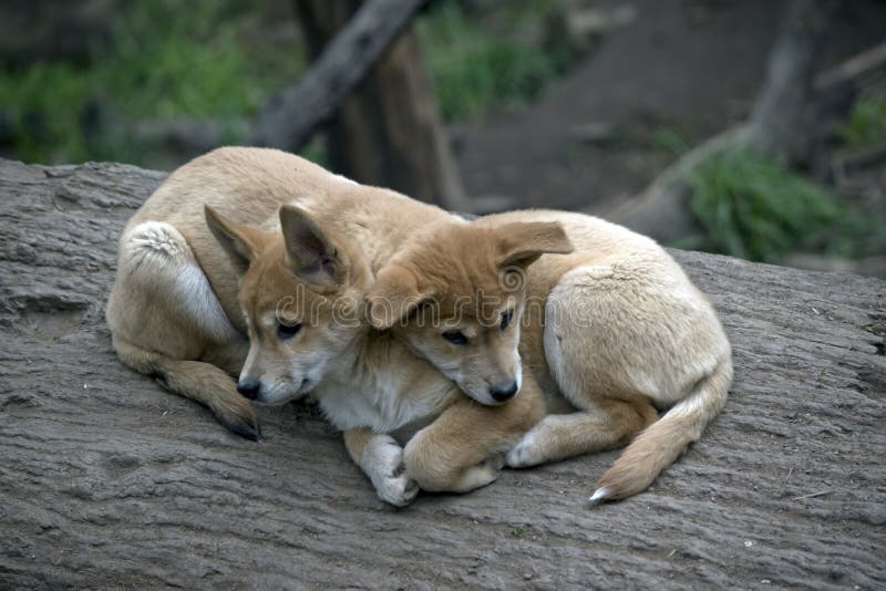 The Two Dingo Puppies are Resting Stock Image - Image of wildlife ...