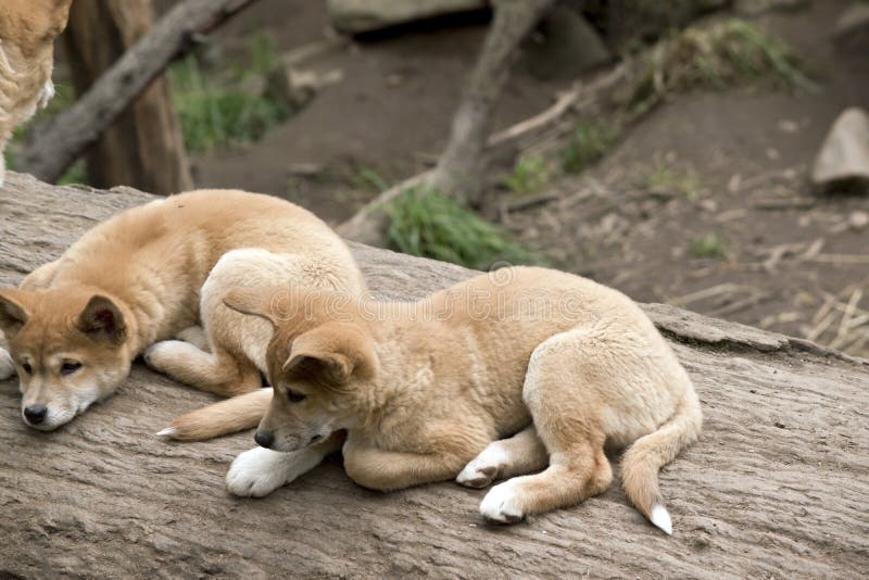 The Two Dingo Puppies are Resting Stock Photo - Image of wild ...