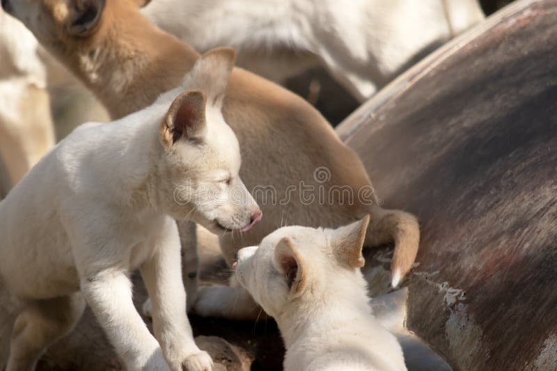 The Two Dingos are Checking Each Other Out Stock Image - Image of wolf ...