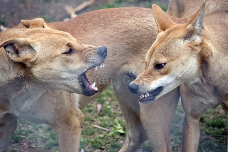 The Two Dingos are Fighting To See Which is the Alpha Dog Stock Image ...