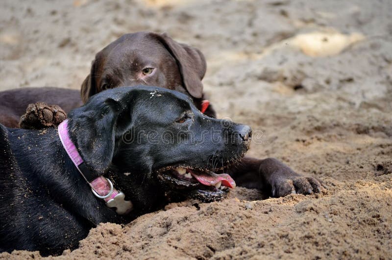 Two dirty labradors stock photo. Image of humor, dirty - 55116948