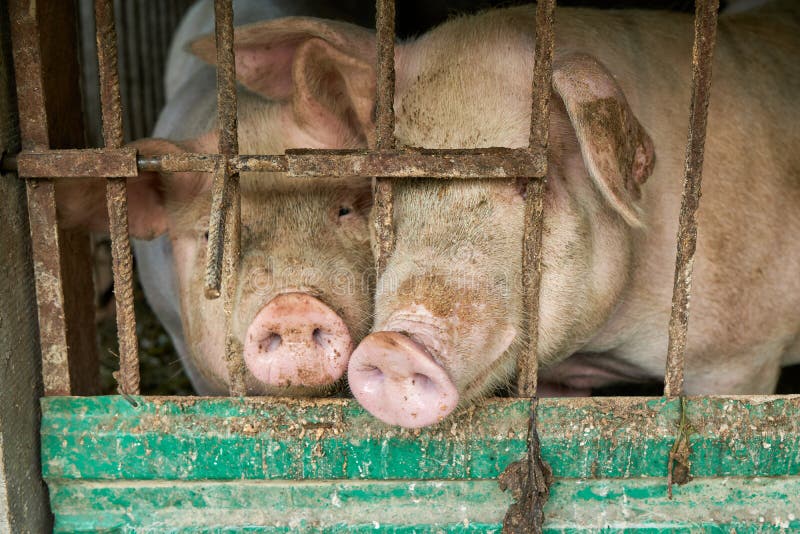 Two Dirty Pigs in a Pigsty Peek Out through the Bars Stock Image ...