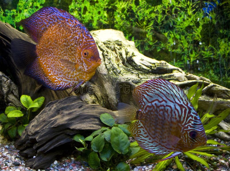 Discus aquarium fish stock photo. Image of water, gold - 32653304