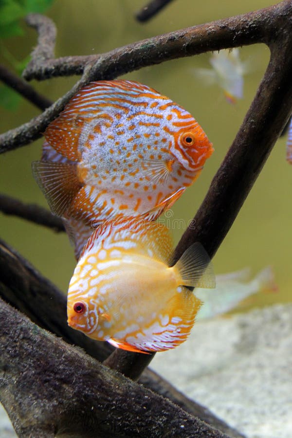 Two discus fish stock image. Image of baby, nature, female - 71068807