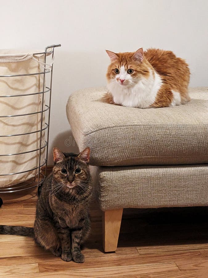 Two Distinguish Looking Cats in Great Poses. Shot of 2 Cats Resting at ...