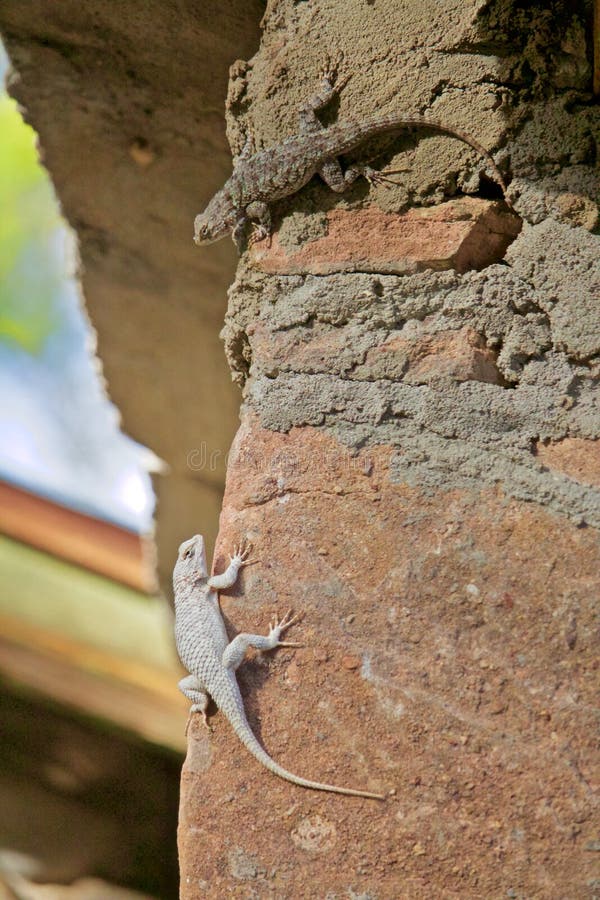 Two Diverse Lizards of the Same Species Show Different Pigmentation ...