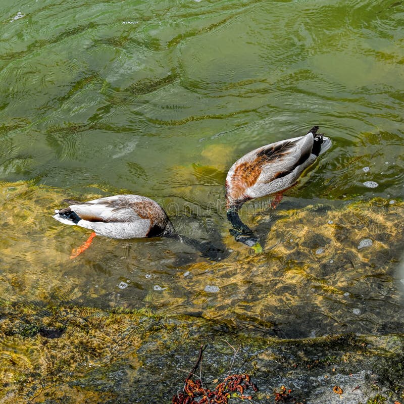 Two diving ducks stock image. Image of nature, upside - 74091377