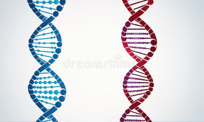 Two DNA Strands are Depicted Against a White Background Stock ...