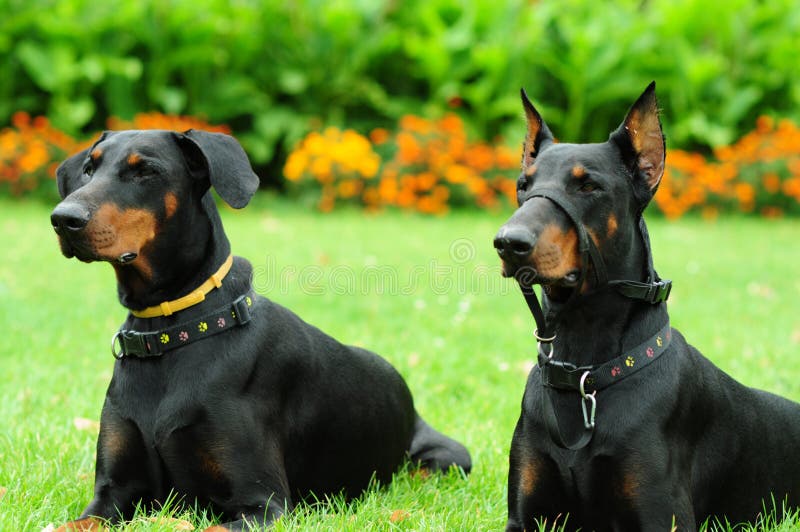 Two doberman stock image. Image of doberman, animal, cropped - 10875887