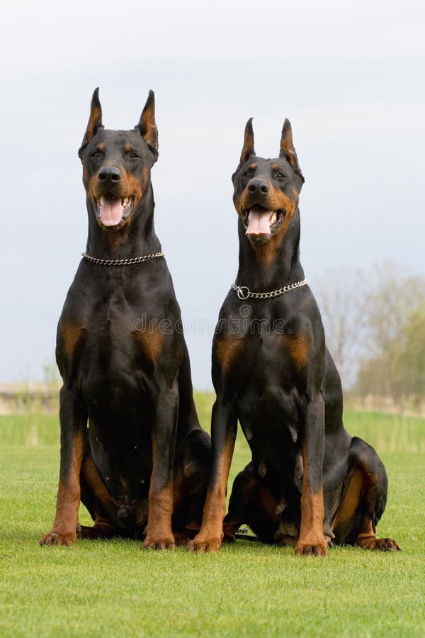 Three dobermans stock photo. Image of pincher, breed, puppy - 9422012
