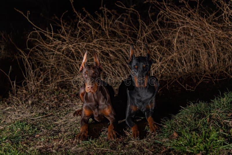 Two dobermans at night. stock photo. Image of woodland - 241168918