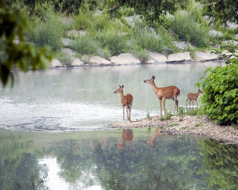Whitetail Doe with Fawn stock image. Image of water, wildlife - 2889557