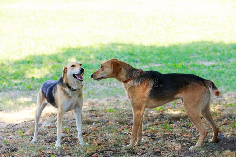 Dog breed Russian Hound stock photo. Image of breed - 152841534