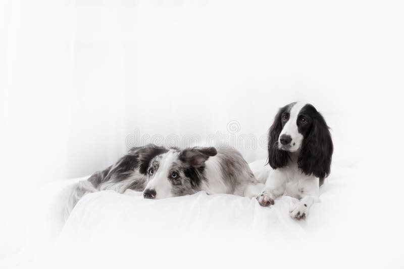 Two Dog Breeds Border Collie and Russian Spaniel Stock Photo - Image of ...