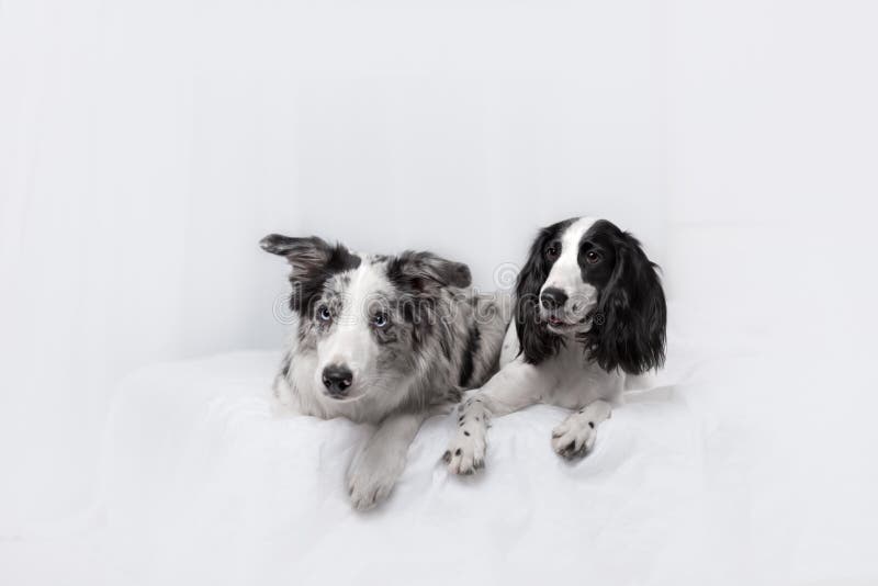 Two Dog Breeds Border Collie and Russian Spaniel Stock Photo - Image of ...