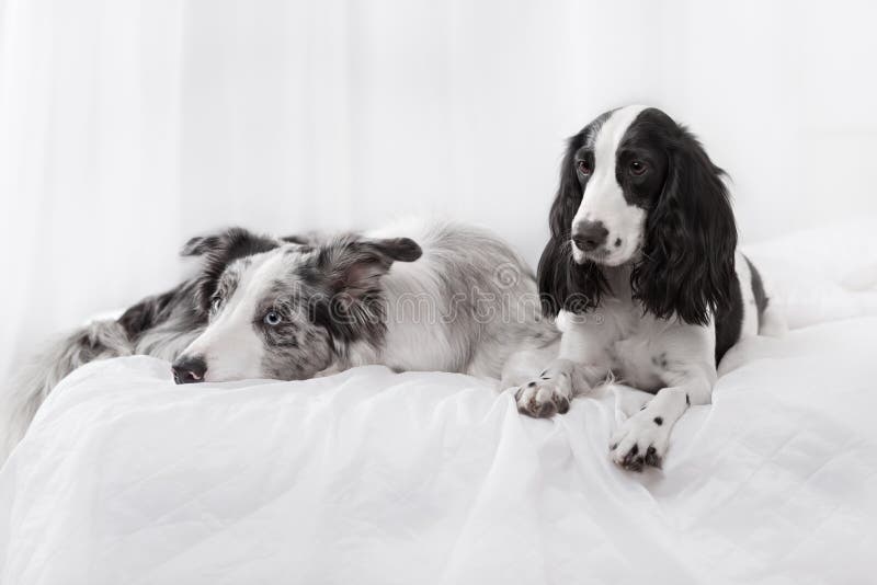 Two Dog Breeds Border Collie and Russian Spaniel Stock Photo - Image of ...
