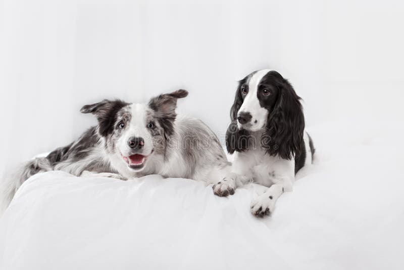 Two Dog Breeds Border Collie and Russian Spaniel Stock Photo - Image of ...