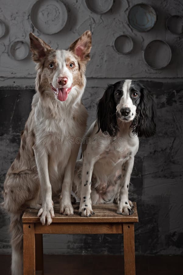 Two Dog Breeds Border Collie and Russian Spaniel Stock Photo - Image of ...