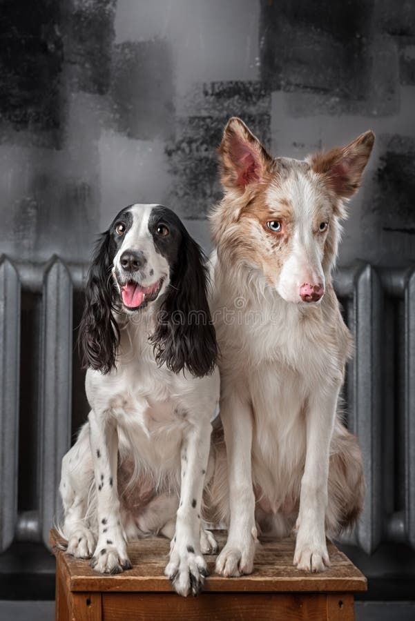 Two Dog Breeds Border Collie and Russian Spaniel Stock Photo - Image of ...