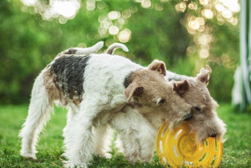 Two dog breeds Fox-Terrier stock image. Image of green - 40995657