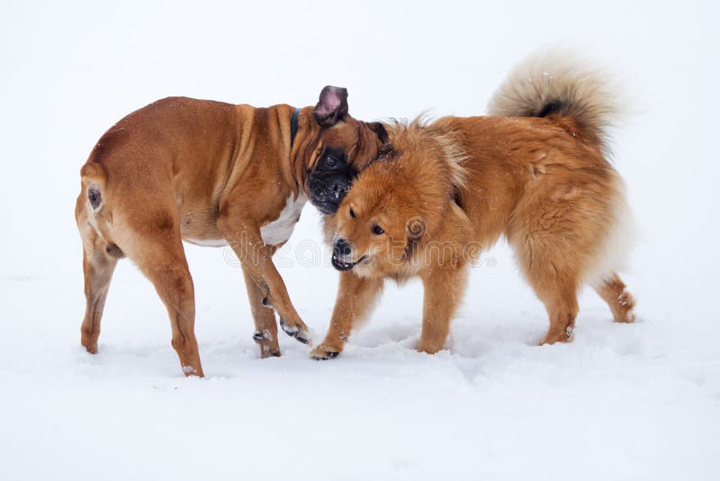 Dogs in snow stock image. Image of atop, light, grows - 43194645
