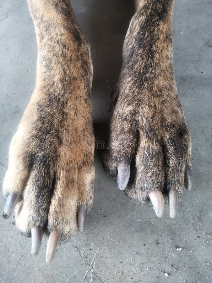 Two Dog Legs Have Eight Sharp Claws of Protection and Catch Prey Stock ...