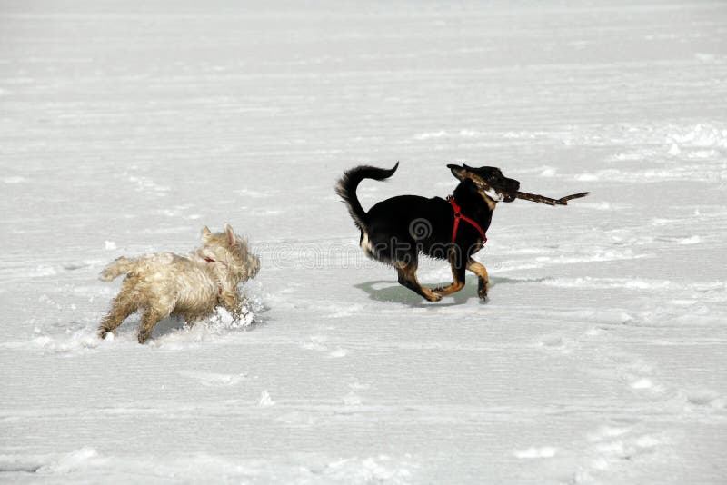 Two doggies stock image. Image of black, outdoor, doggie - 18566213